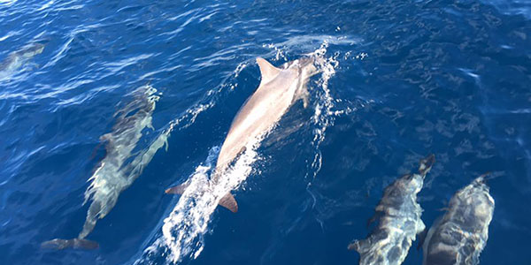 Bais dolphin watching and manjuyod sandbar tour